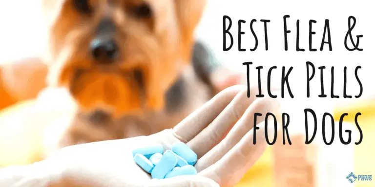 2024's Best Flea Pills For Dogs - Prescription & OTC Oral Flea Medications