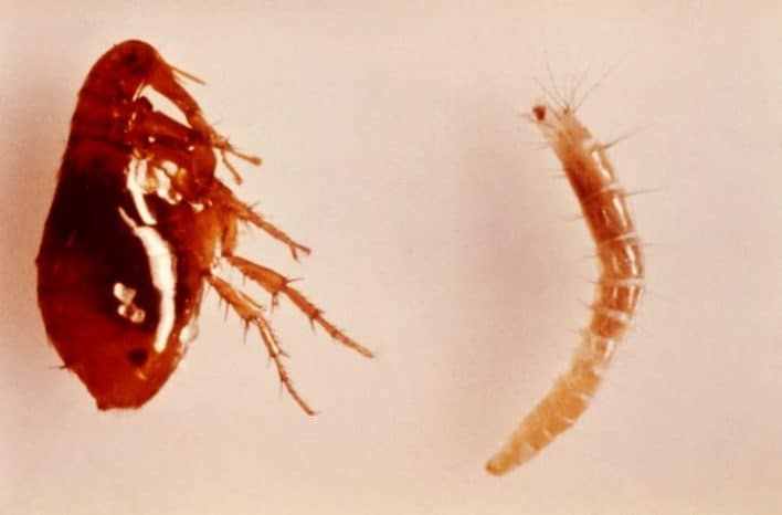 What Do Adult Fleas, Flea Eggs, Flea Larvae, And Flea Bites Look Like?