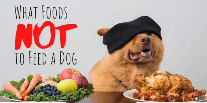 What Food NOT To Give Dogs - Top 29 Foods To Avoid Feeding To Dogs