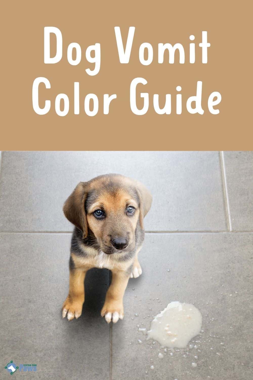 Dog Vomit Color Guide: Yellow, White, Pink, Orange, Brown, Green, Red ...